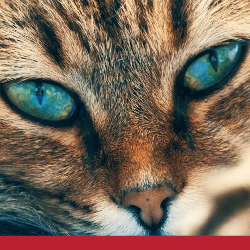 Faits Intéressants À Propos Des Yeux Des Chats - PetlifeCA
