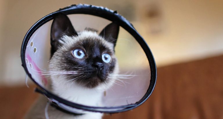 Les Abcès Chez Les Chats - PetlifeCA