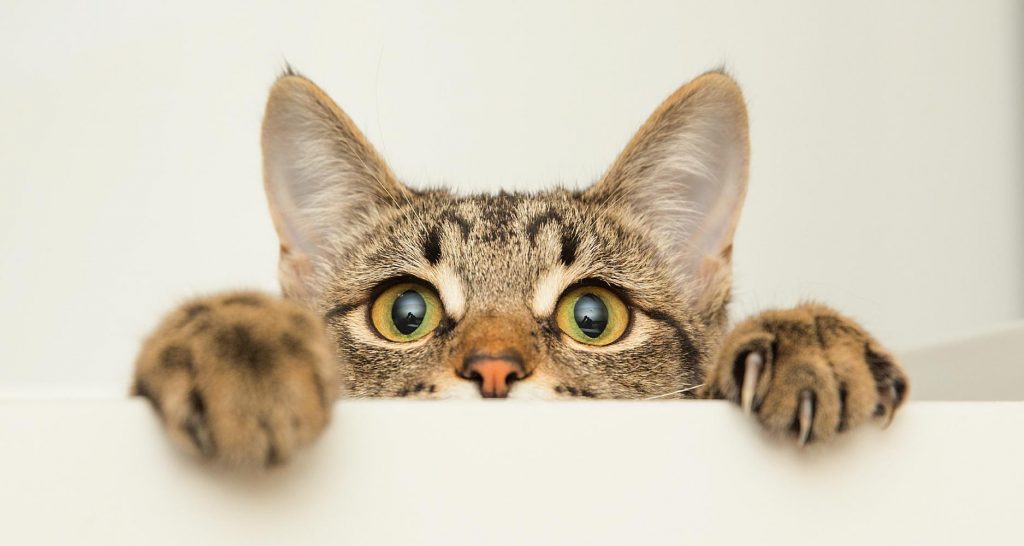 Infections De L’oreille Chez Les Chats - PetlifeCA