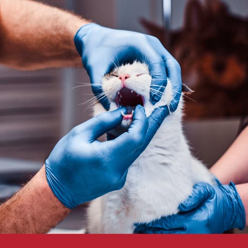 Signes Et Types De Maladies Buccodentaires Chez Le Chat - PetlifeCA