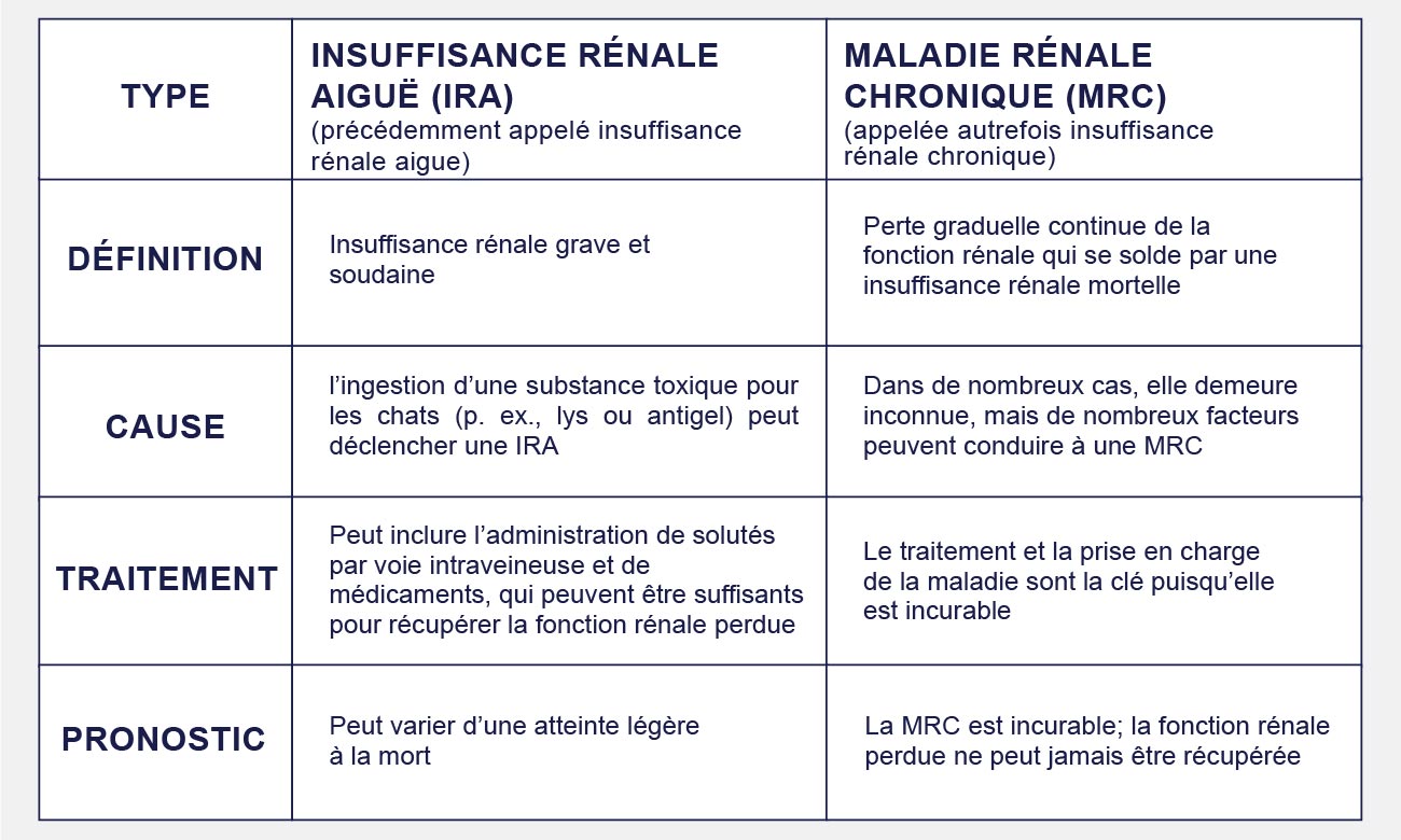 Insuffisance Rénale Chronique Et Aiguë Chez Les Chats – Combien De ...