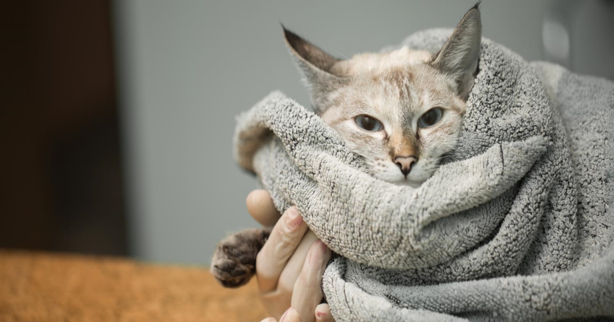 Diagnostiquer, Traiter Et Prévenir Le Cancer Chez Les Chats - PetlifeCA