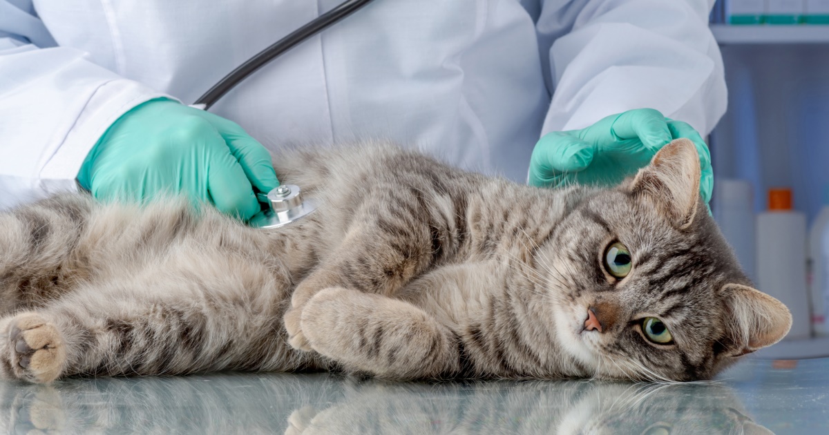 Survol Du Cancer Chez Les Chats - PetlifeCA