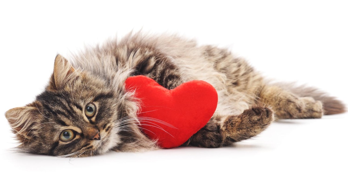Faits Sur La Santé Cardiaque Du Chat - PetlifeCA