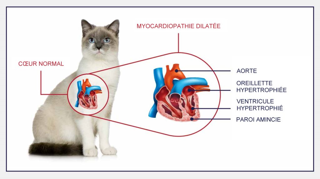 Hypertrophie Cardiaque (Myocardiopathie Dilatée) Chez Le Chat - PetlifeCA