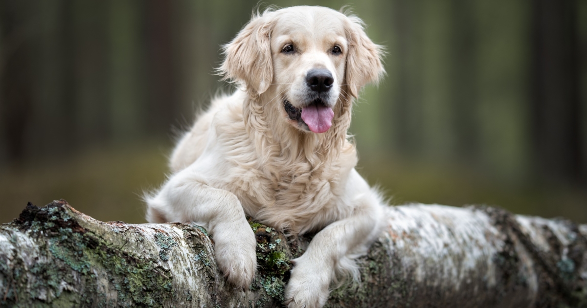 Cancer Chez Le Chien - PetlifeCA