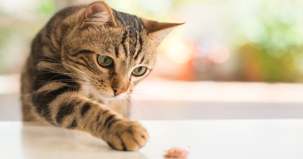 Système Digestif Du Chat - PetlifeCA