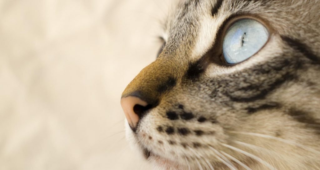 Eye Inflammation (Anterior Uveitis) In Cats - PetlifeCA