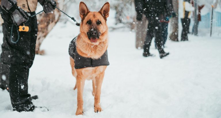 10 Of The Best Police Dog Breeds In The World - PetlifeCA