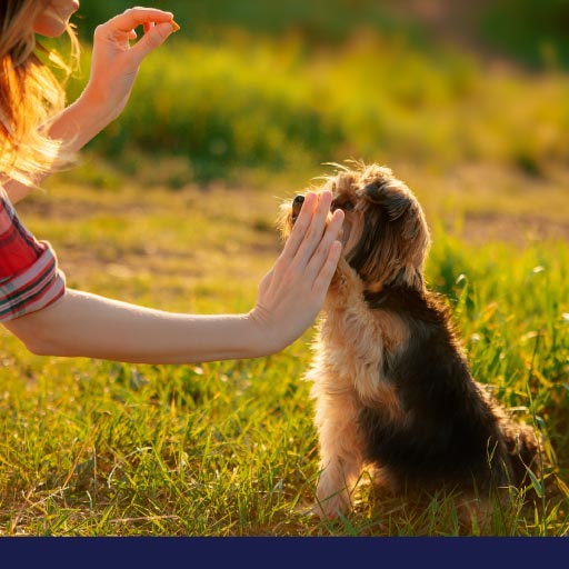 Pet Training & Behaviour - For Your Cat and Dog | PetlifeCA™