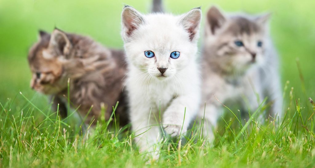 Socializing Your Cat - PetlifeCA