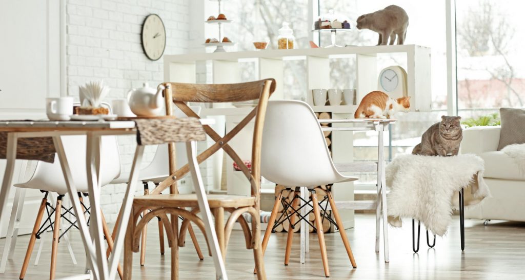 Cool Cat Cafés Around The World - PetlifeCA