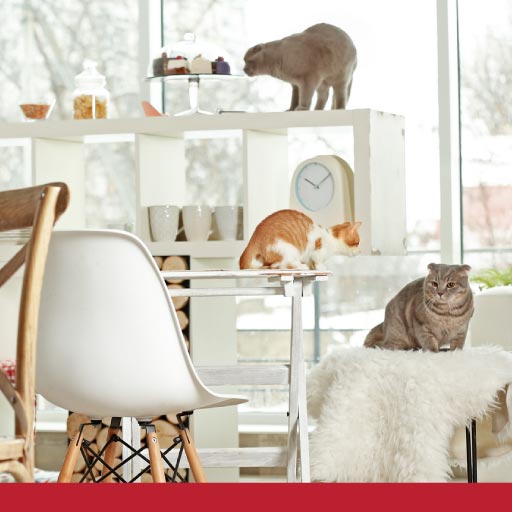 Cool Cat Cafés Around The World - PetlifeCA