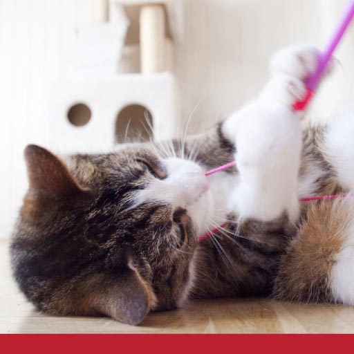 Boost Feline Fitness Through Play - PetlifeCA