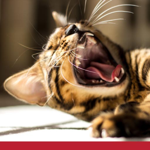 Feline Tooth Resorption: What You Need to Know - PetlifeCA