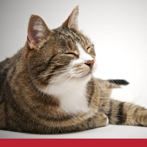 CKD – The Silent Disease - PetlifeCA