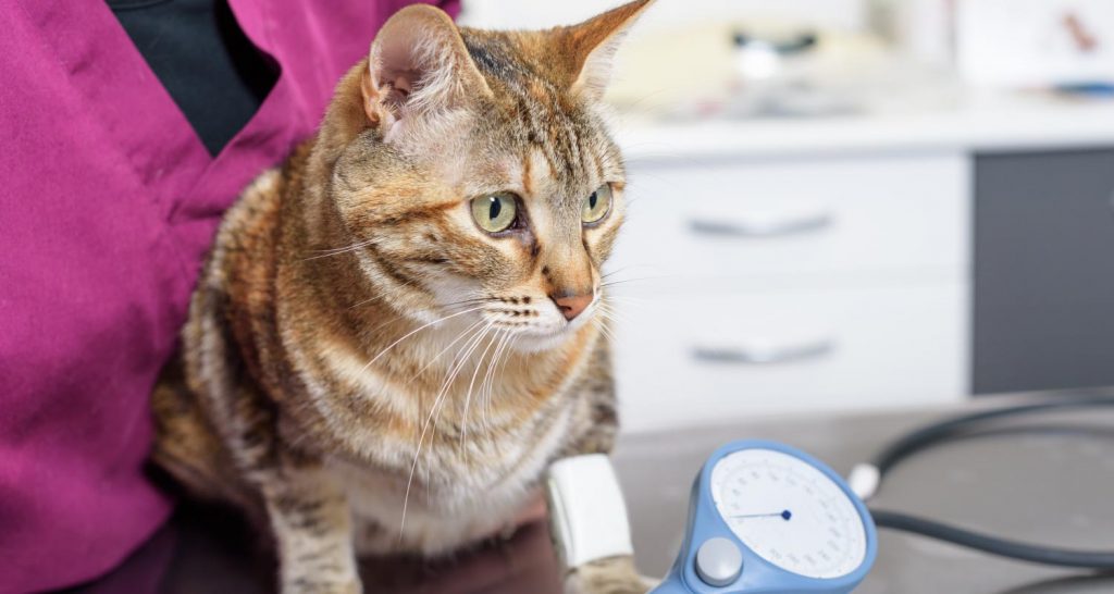Management Of Feline Chronic Kidney Disease - PetlifeCA