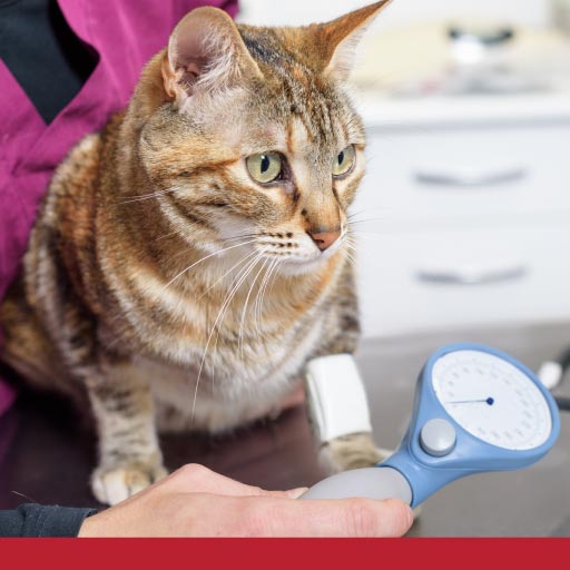 Management Of Feline Chronic Kidney Disease - PetlifeCA