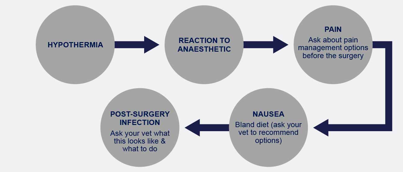 Things You Need To Know About Cat Surgery - PetlifeCA