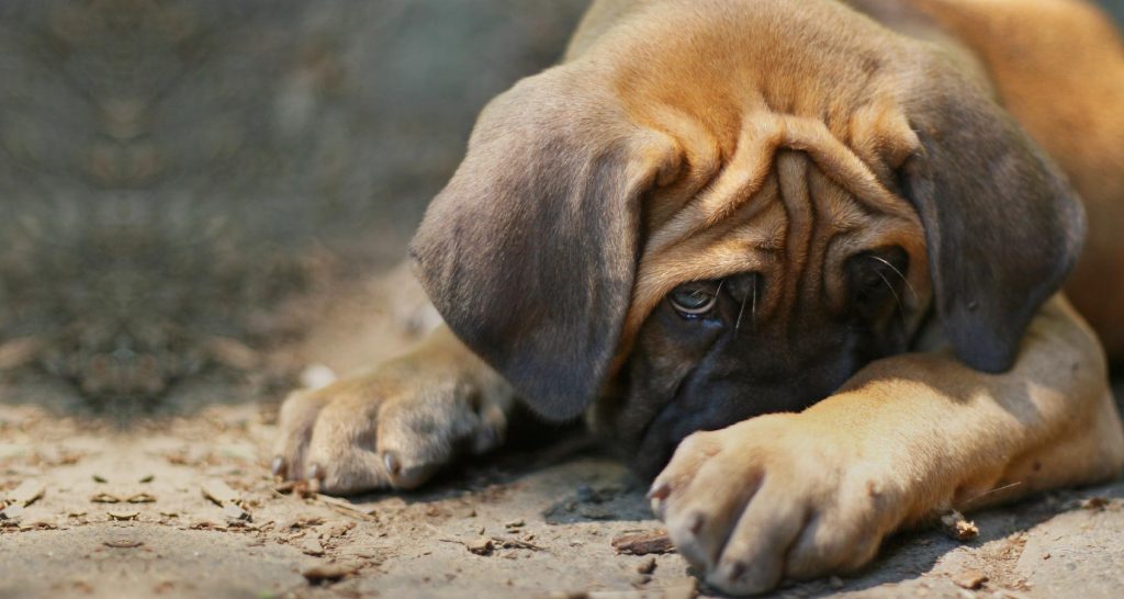 The Most Common Dog Phobias And Fears - PetlifeCA