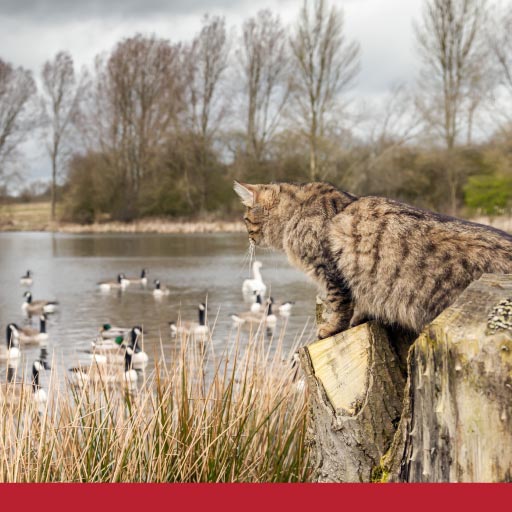 What You Need To Know About Feral Cats - PetlifeCA