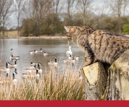 PetlifeCA™ - A Place for Dog & Cat Lovers in Canada