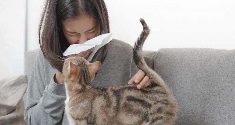 What You Should Know About Being Allergic To Cats - PetlifeCA