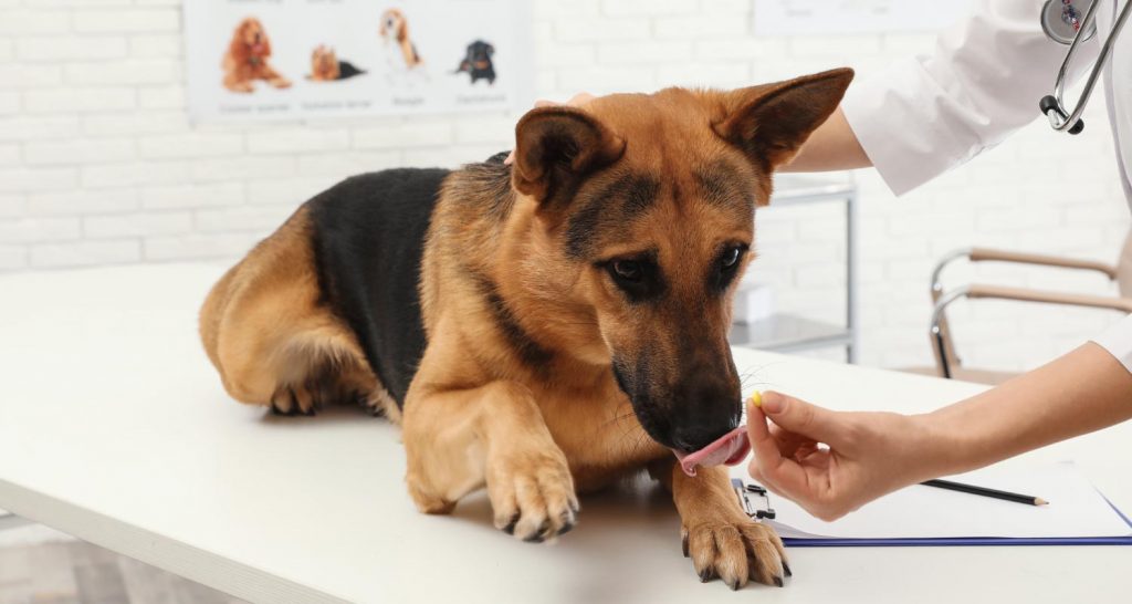 Information For Owners Whose Dogs Are On NSAIDs - PetlifeCA