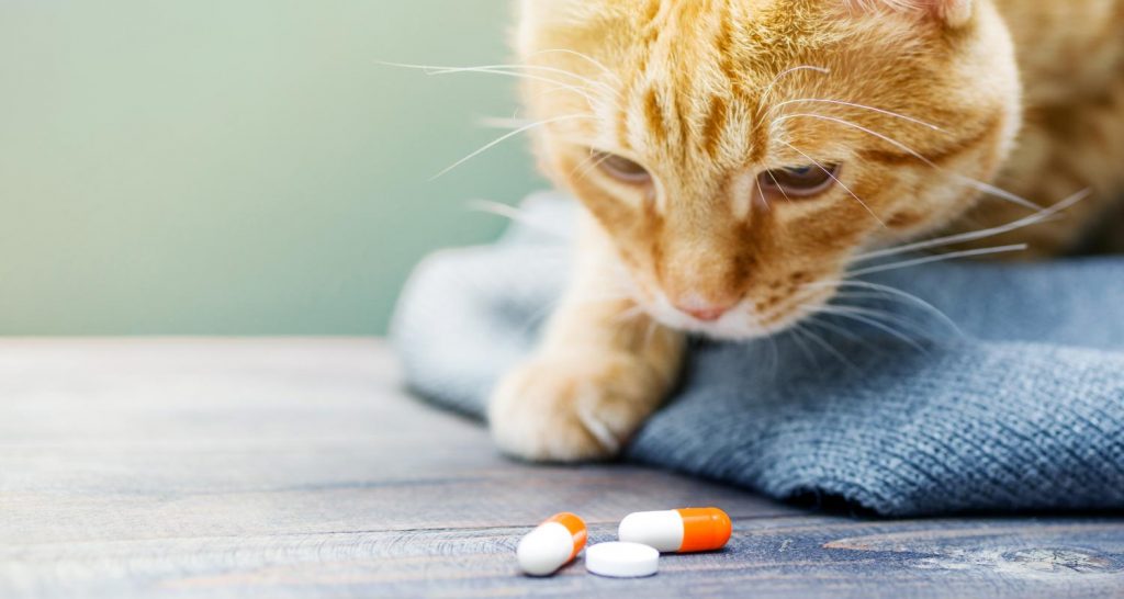 What Are NSAIDs For Pets And How Do They Work? - PetlifeCA