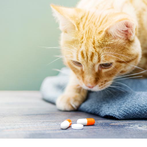 What Are NSAIDs For Pets And How Do They Work? - PetlifeCA