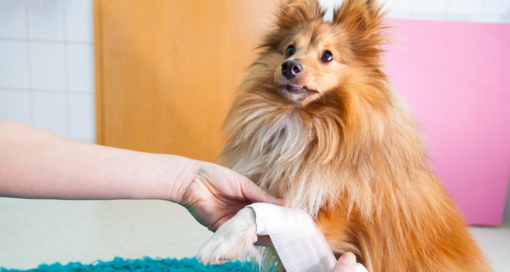 Basic First Aid For Dogs Part 1: First Aid Kit & Emergencies Overview ...