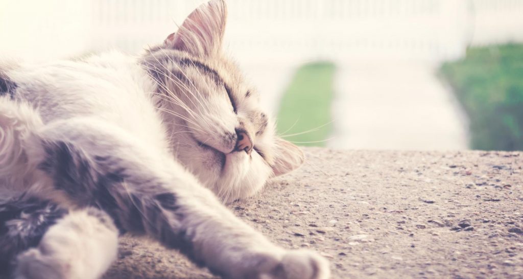 What You Should Know About Performing CPR On Cats - PetlifeCA