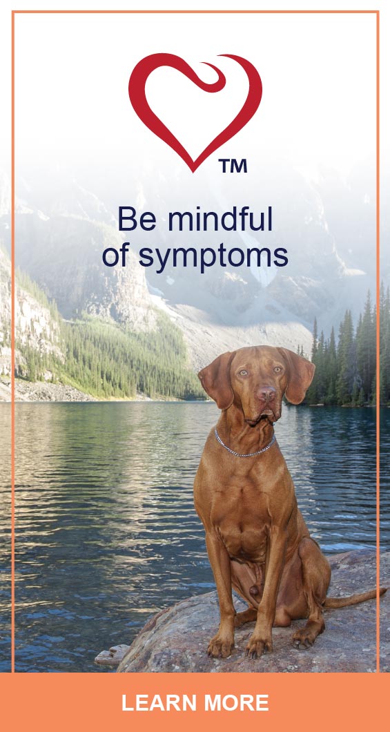 Enlarged Heart (Dilated Cardiomyopathy) In Cats - PetlifeCA