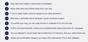 Heart Disease In Dogs - PetlifeCA