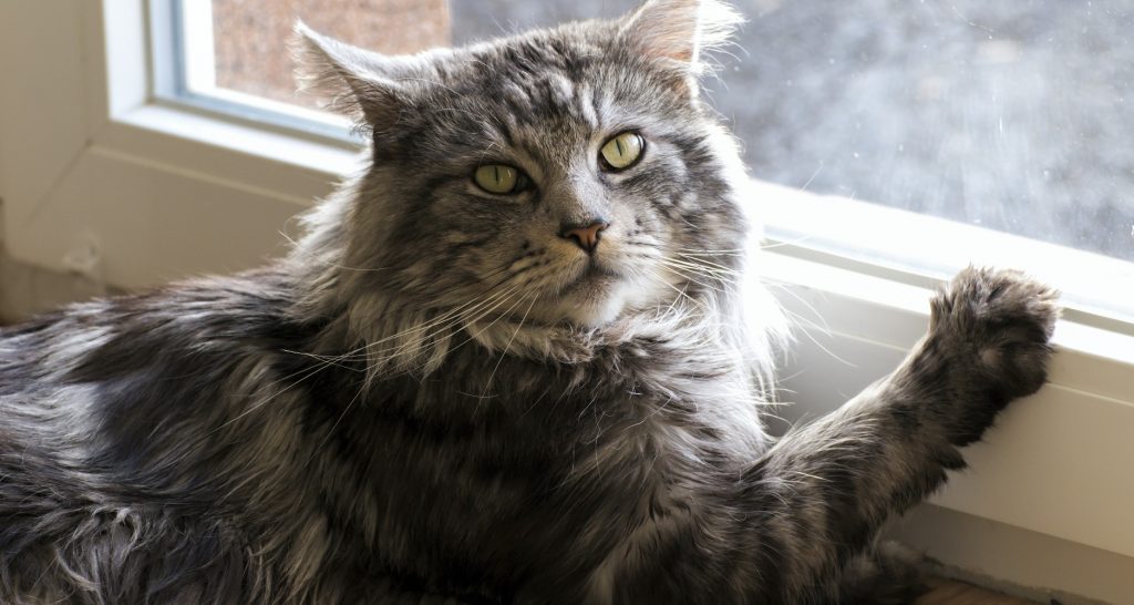 Your Aging Cat – What You Need To Know - PetlifeCA