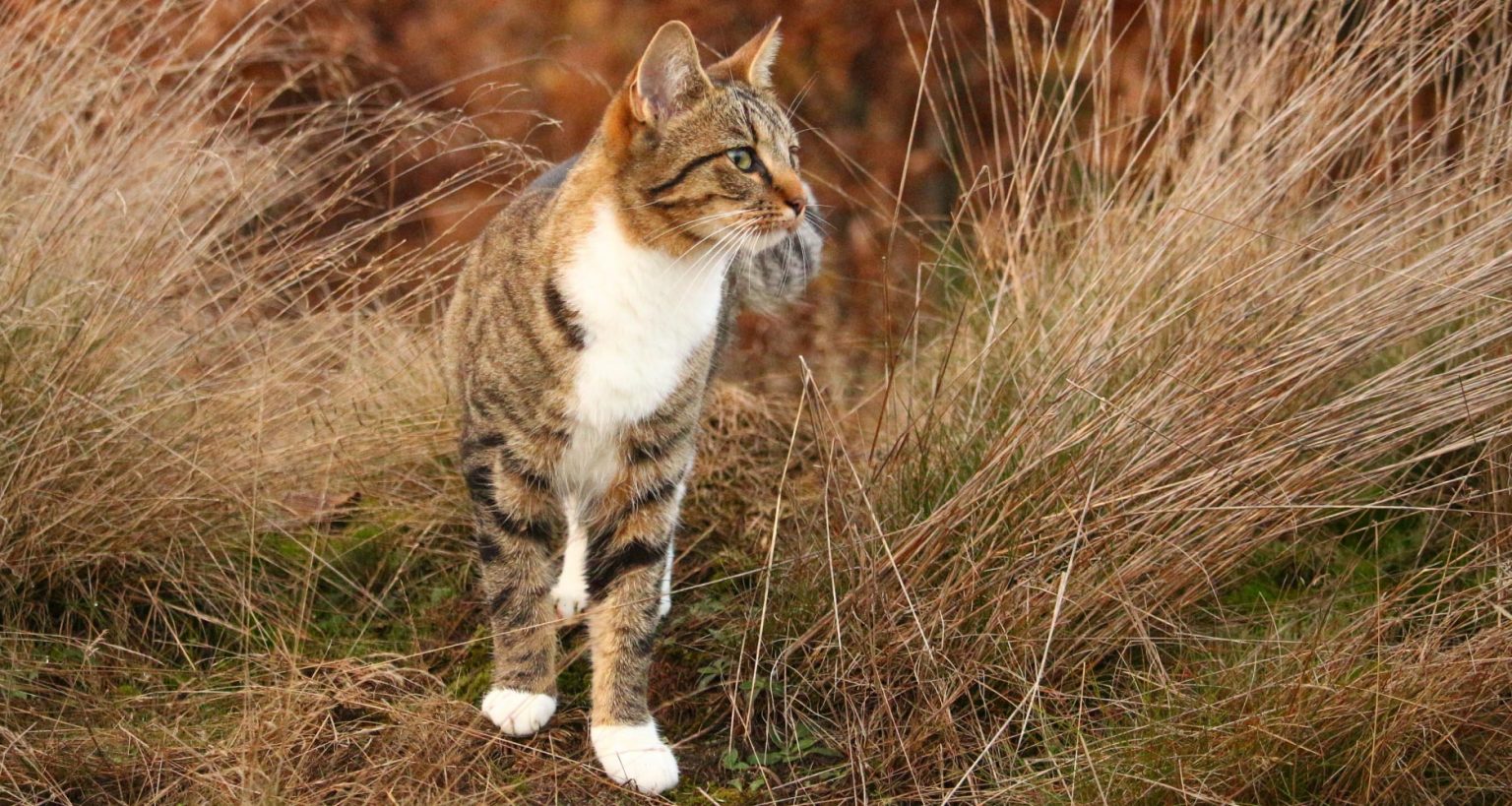 Fleas, Ticks and Ear Mites on Cats - PetlifeCA