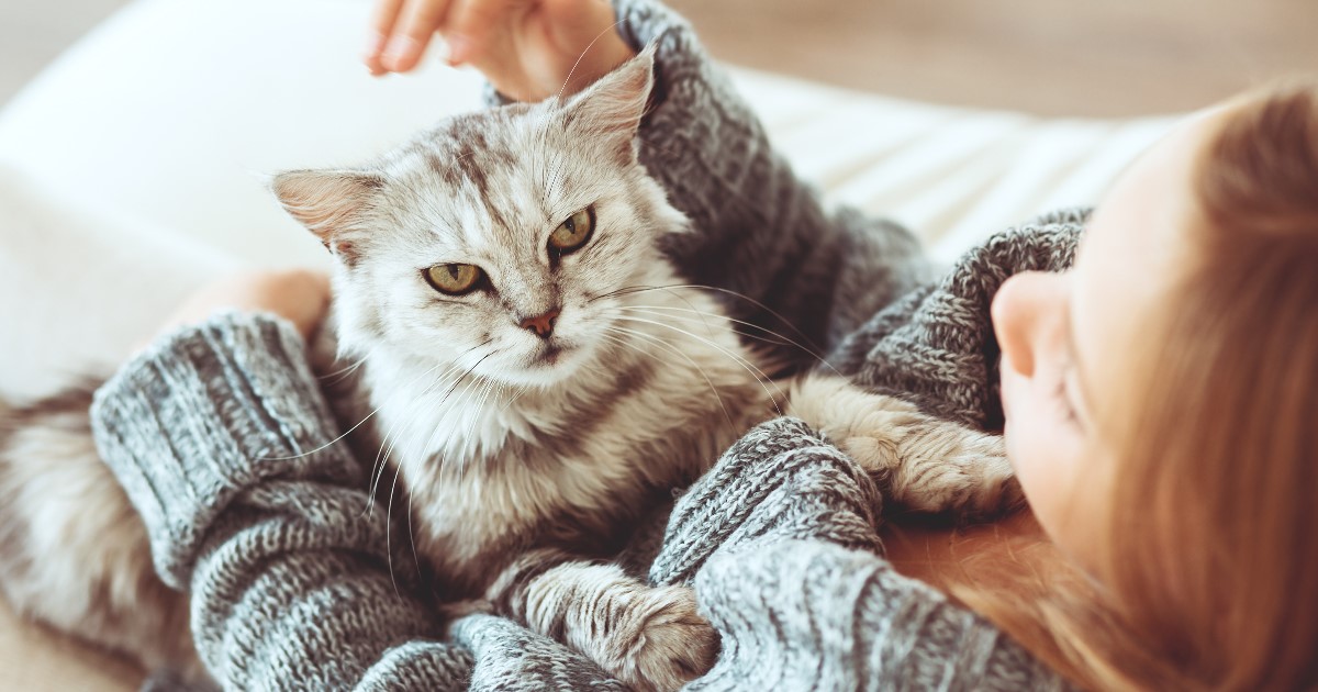 How To Respect Your Cat - PetlifeCA