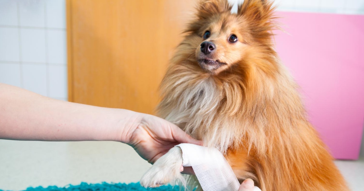 Basic First Aid For Dogs Part 1: First Aid Kit & Emergencies Overview ...