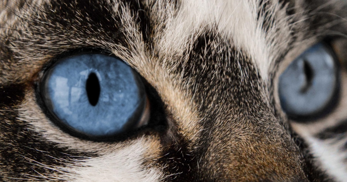 A List Of Common Eye Conditions In Felines - PetlifeCA