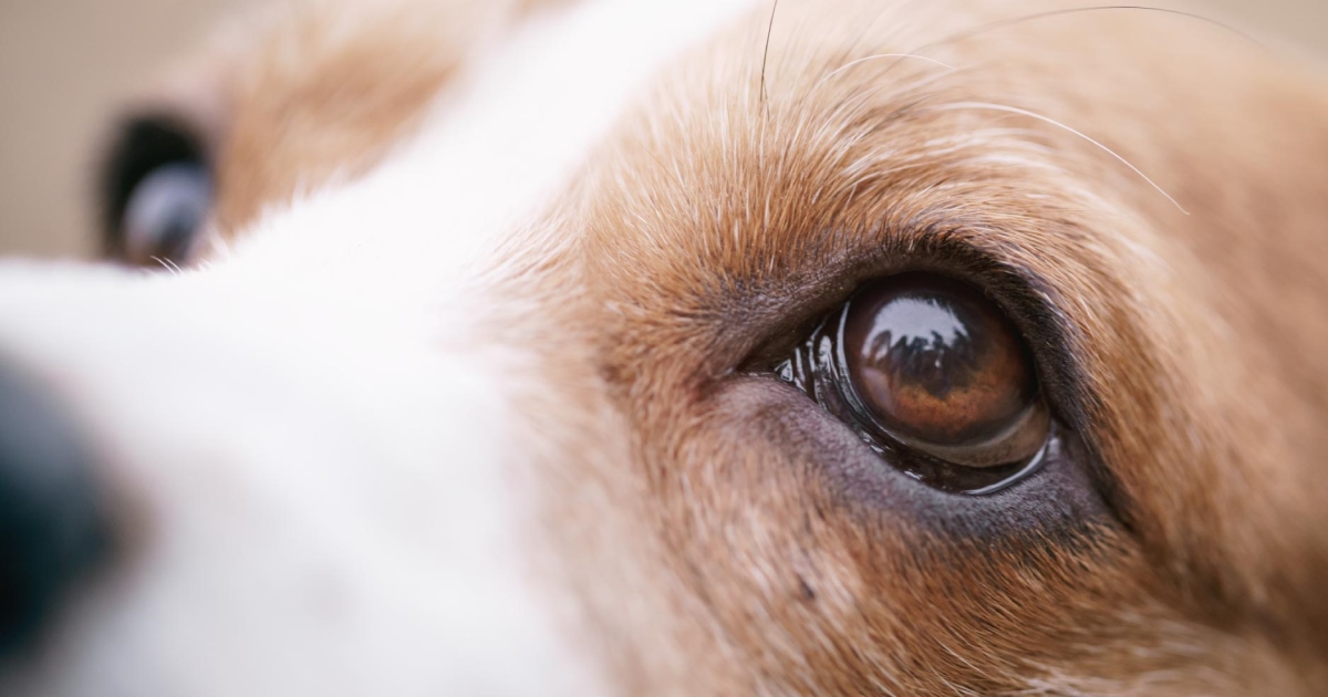 A List Of Common Eye Conditions In Canines: Part 1 - PetlifeCA