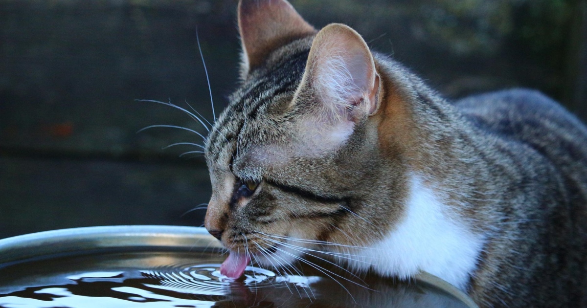 The Importance Of Pet Hydration - PetlifeCA