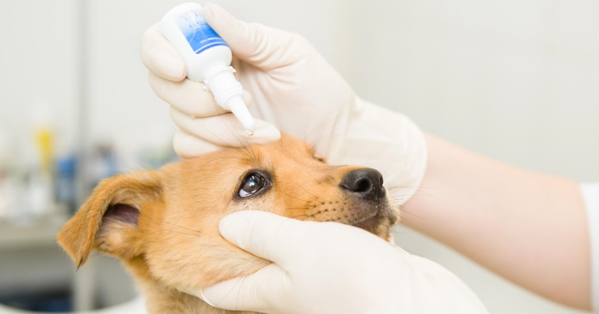 A List Of Common Eye Conditions In Canines: Part 2 - PetlifeCA