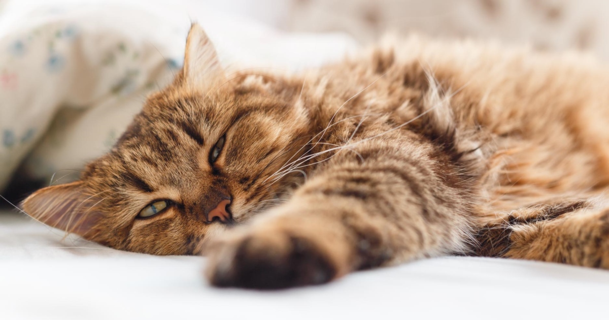What You Should Know About Epilepsy In Cats - PetlifeCA