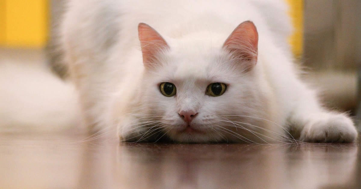 Enjoyable Exercises For Cats - PetlifeCA