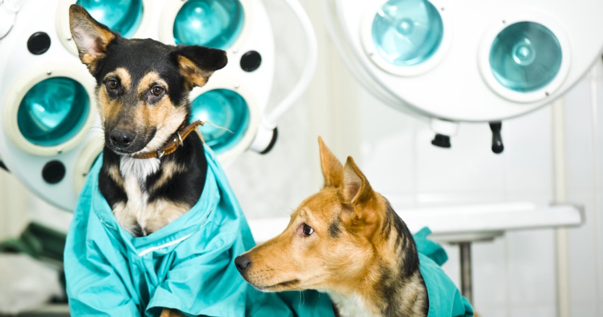 10 Common Canine Cancers: Part 2 - PetlifeCA