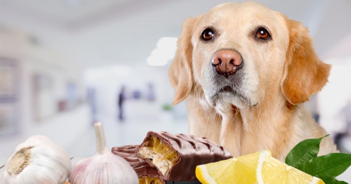 Dog Poisoning - PetlifeCA