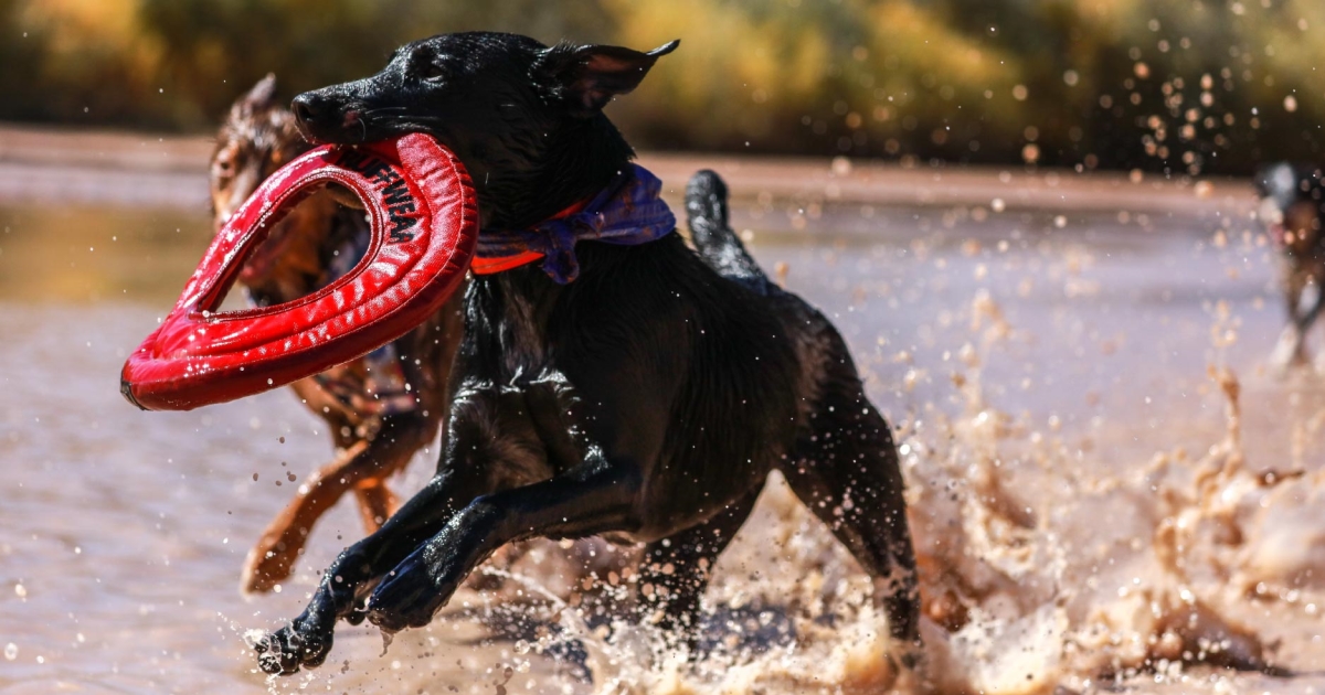 What You Need To Know About Dog Fitness - PetlifeCA