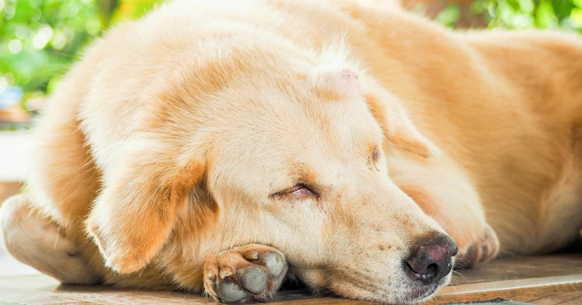 An Overview Of Cancer Causes And Signs In Dogs - PetlifeCA
