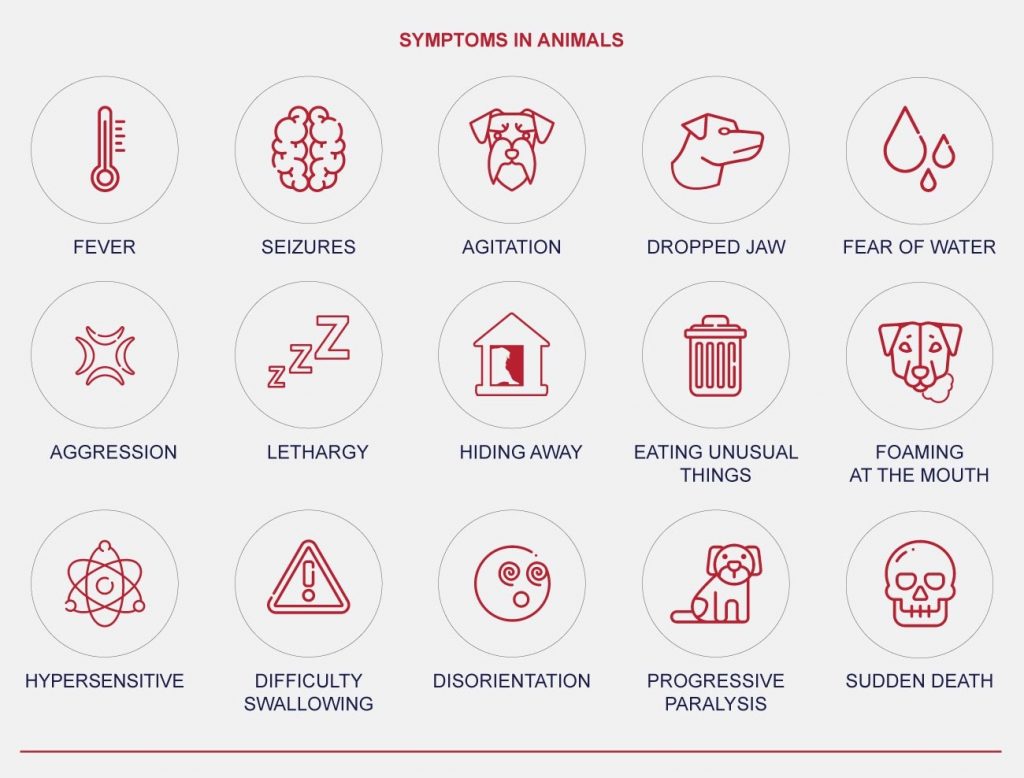 Rabies: How It Spreads, The Signs & Why Vaccination Is Vital - PetlifeCA