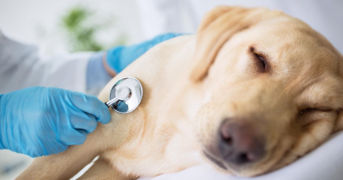 Canine Heart Disease Is Dangerous: What You Need To Know - PetlifeCA